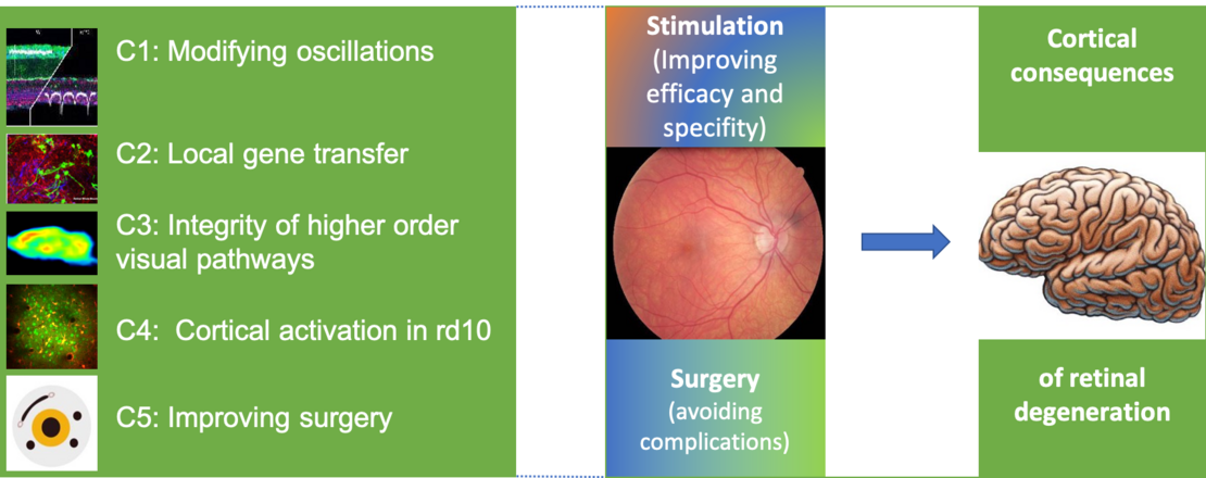 Retinal Degeneration and Improving Surgical Interventions