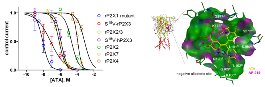 Screening of approved drugs regarding their P2X3 receptor activity