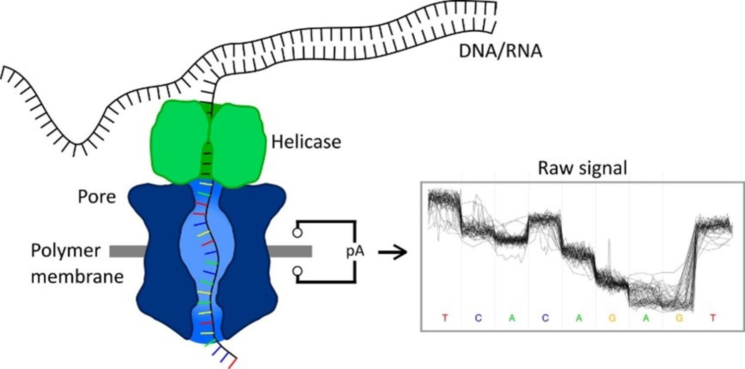 Long Read Sequencing Genome Sequencing Nanopore Sequencing Rare Disease