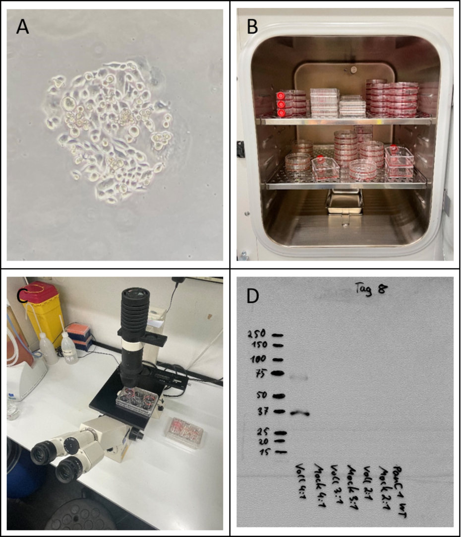 Stable cell transfection