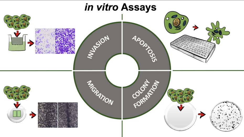 In vitro Assays
