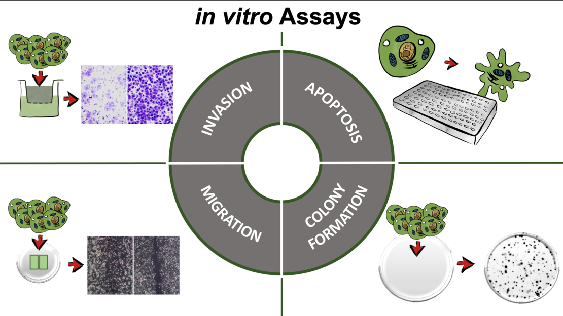In vitro Assays